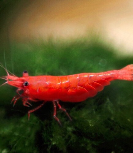 Freshwater Shrimp Flashcards | Memorang