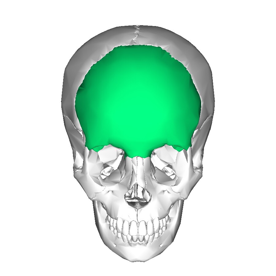 Flat Bones Of The Cranium Flashcards Memorang Flat Bones Of The Cranium Flashcards Memorang