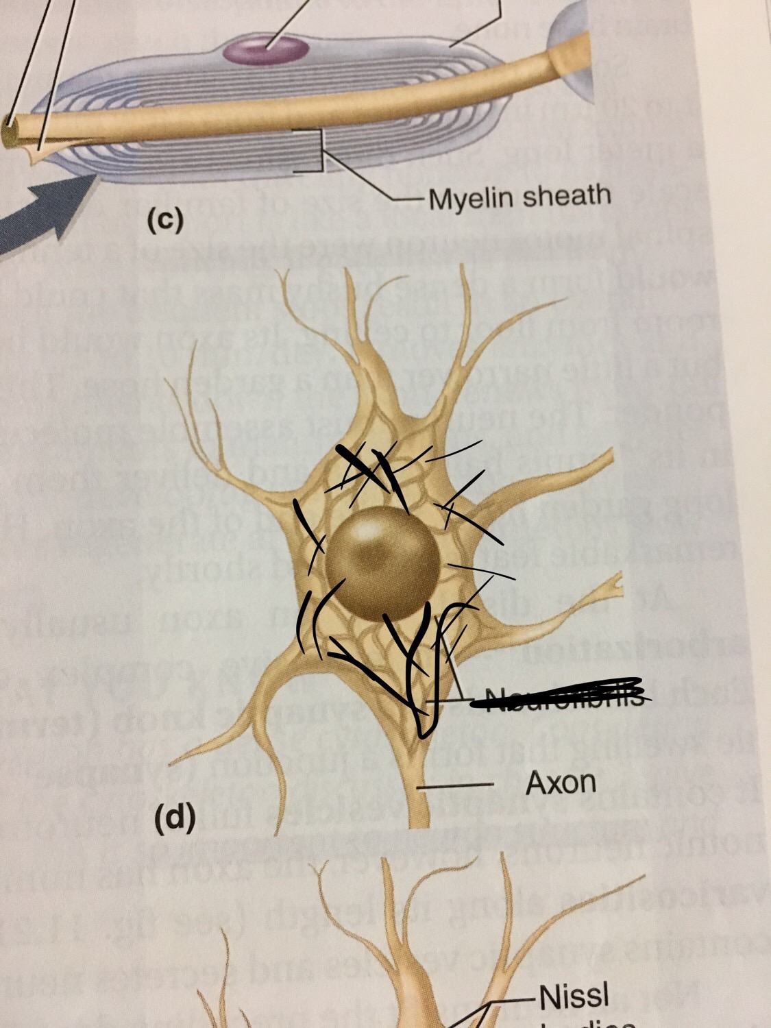 The neuron Flashcards | Memorang
