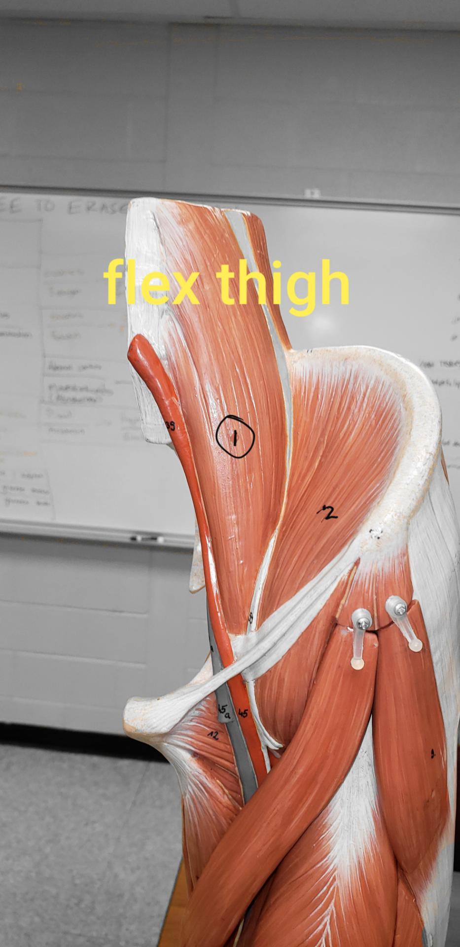 Hip Flashcards | Memorang