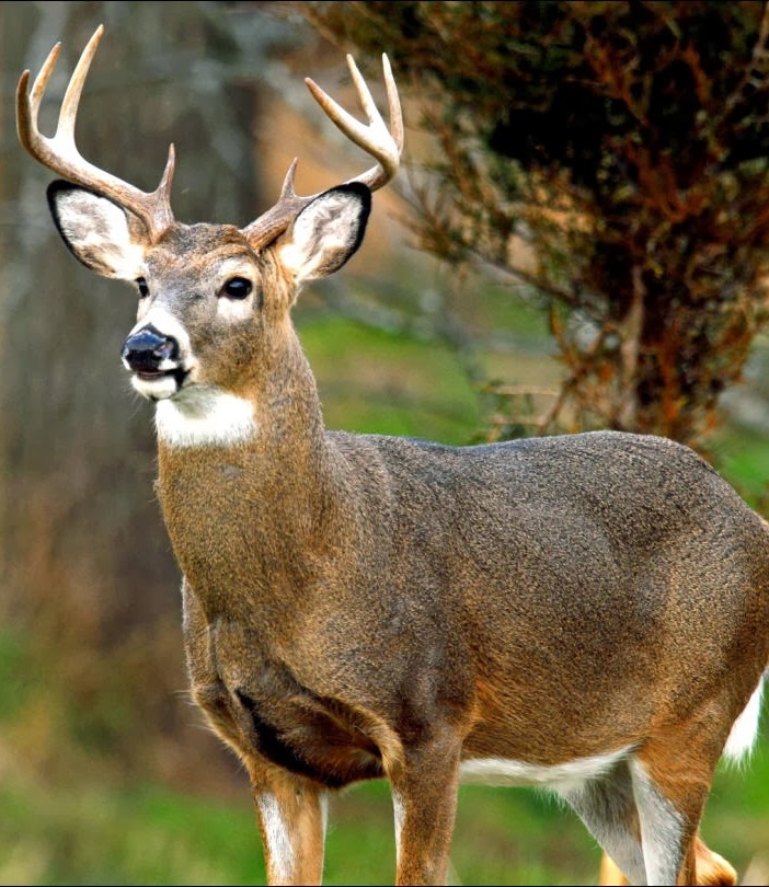 Deer Types! Flashcards | Memorang