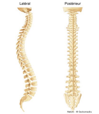 Squelette Flashcards | Memorang