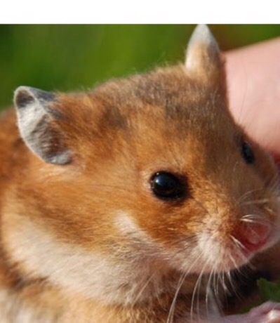 Hamstertjes Flashcards | Memorang