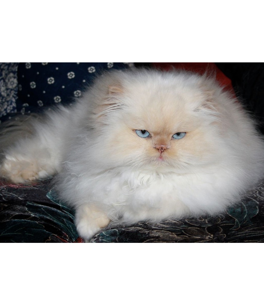 Dem cats Flashcards | Memorang