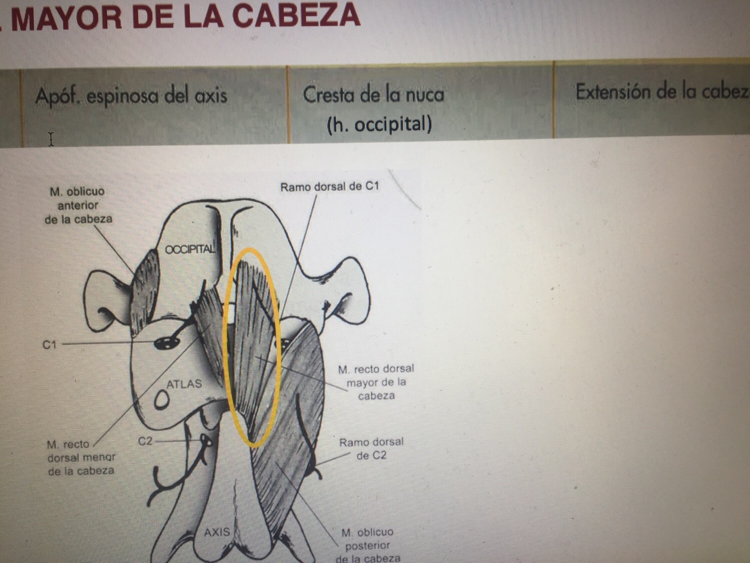 Anatomia region axil Flashcards | Memorang