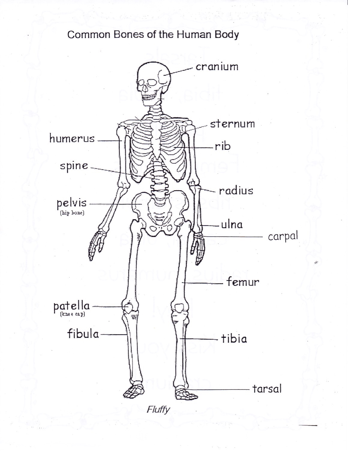 Bones in your body Flashcards | Memorang