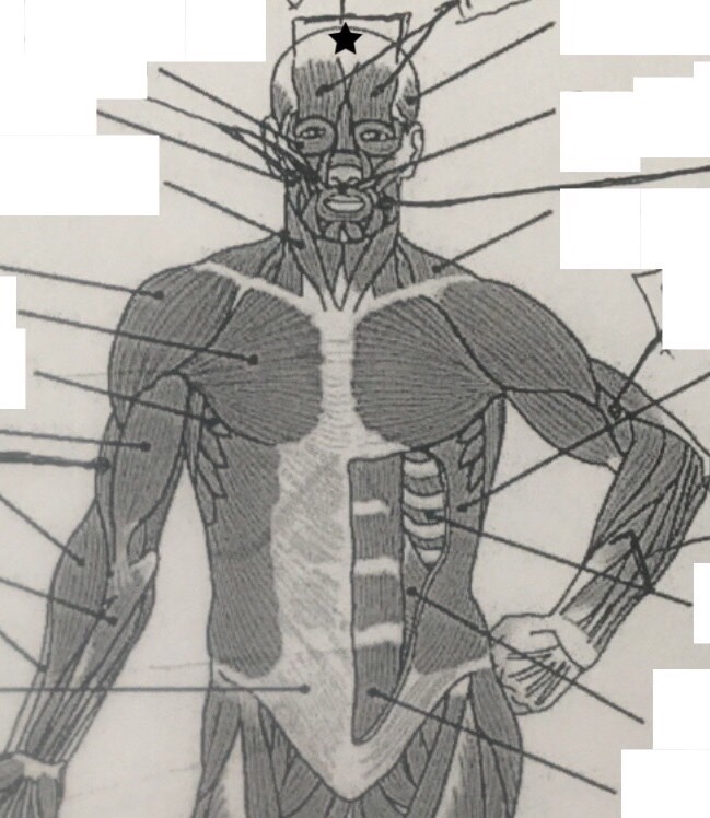 Diagram Testing For Muscular System Muscular System Topic Te