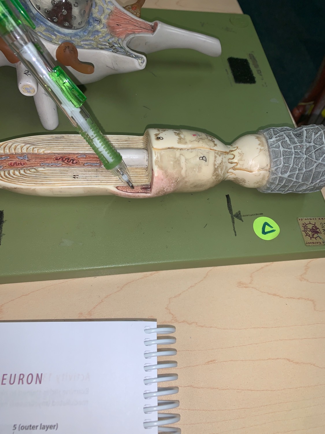 Multipolar neuron Flashcards | Memorang