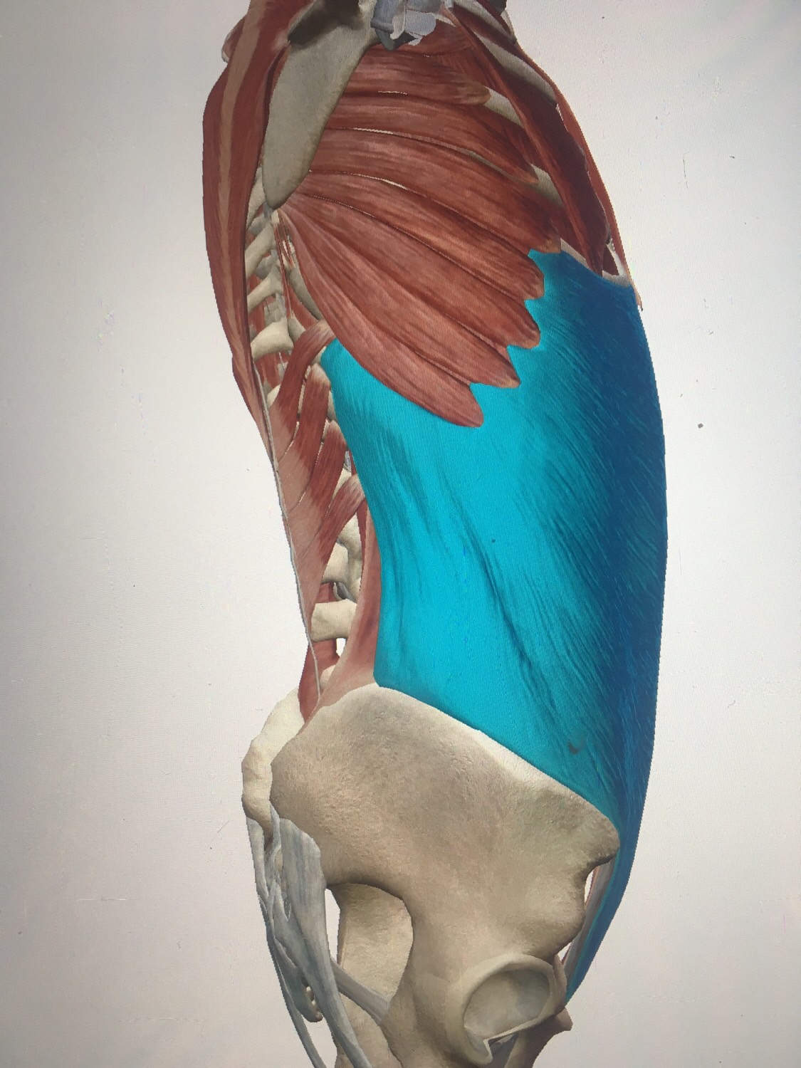 Muscles of the Abdomen and Back Flashcards | Memorang