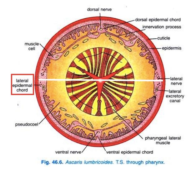 Helminth Flashcards | Memorang