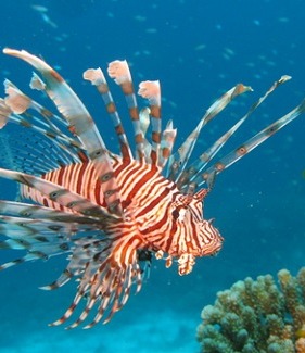 Fish Dish! Flashcards | Memorang