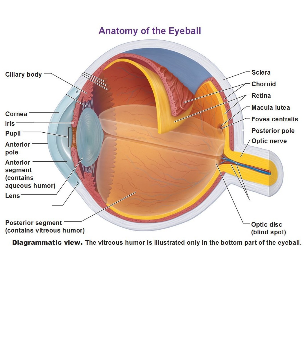 In The Eye Flashcards Memorang