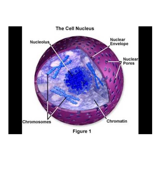 Biology Cell Ultra Structure Flashcards Memorang