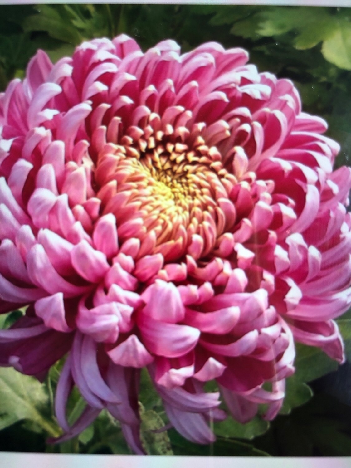 Flower ID Quiz Flashcards | Memorang