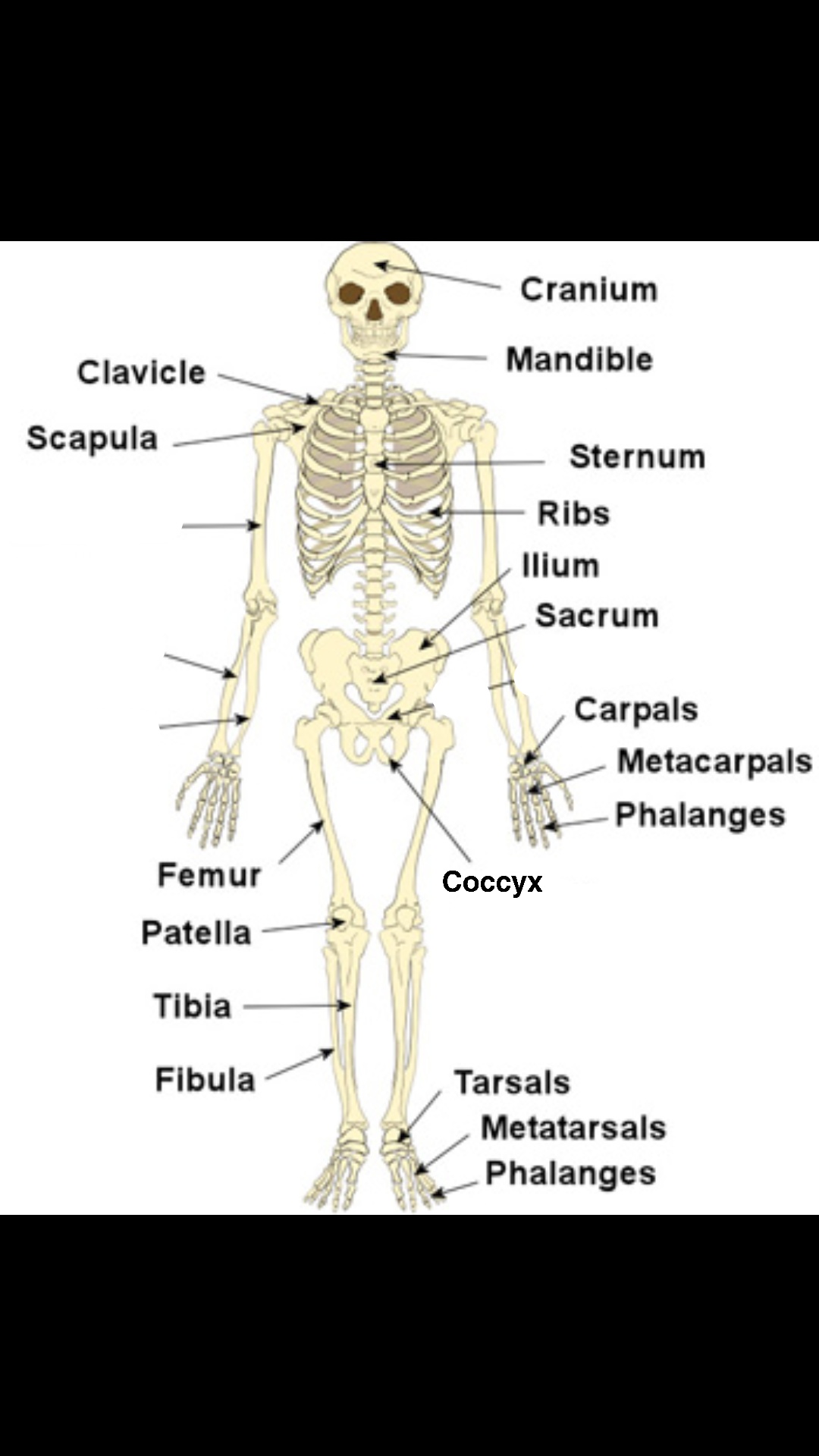 PE~ bones Flashcards | Memorang