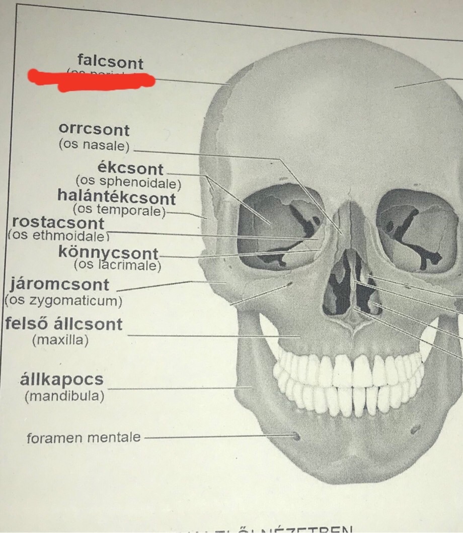 Koponya elülső nézet Flashcards | Memorang
