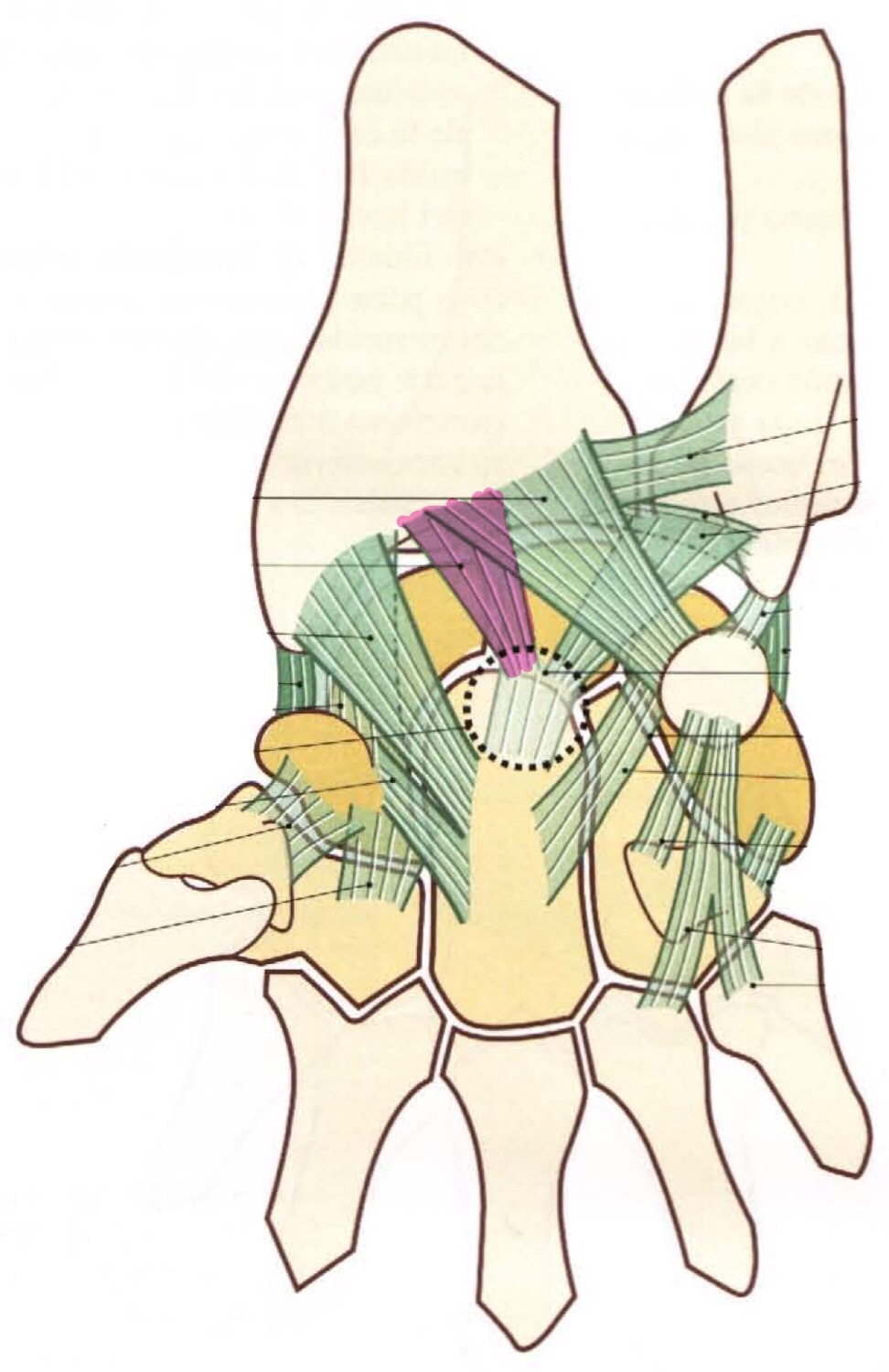 LIGAMENTOS DE LA MANO Flashcards | Memorang
