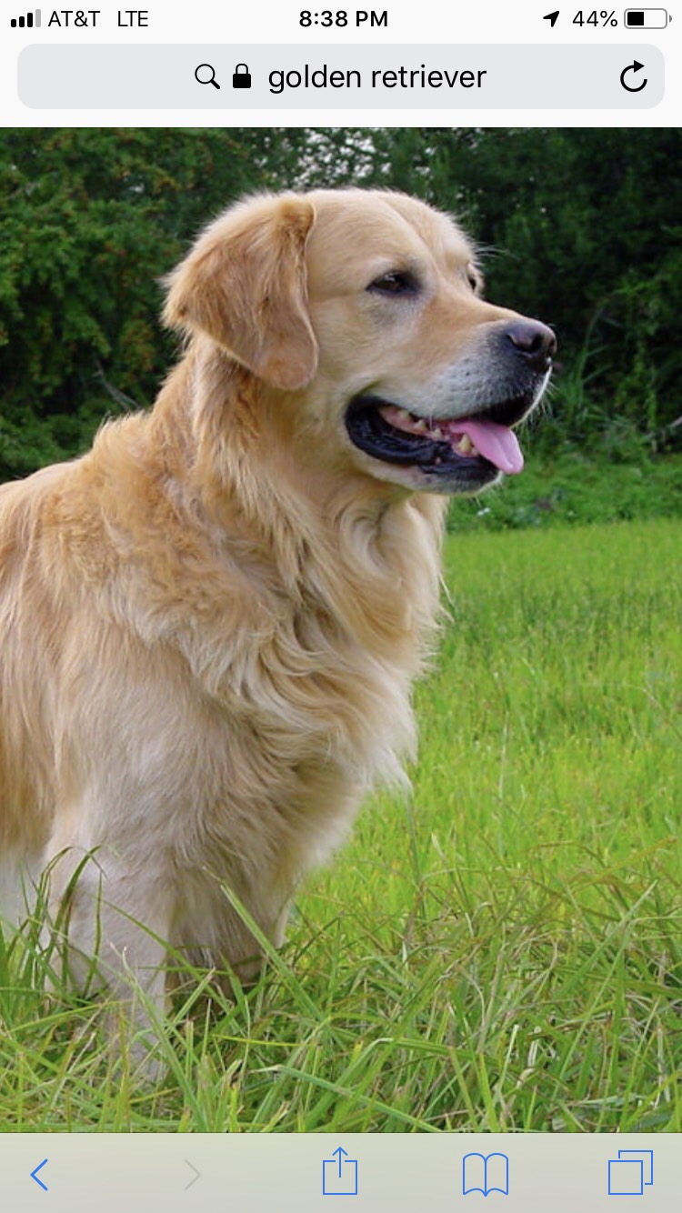 Dogs 🐕 Flashcards | Memorang