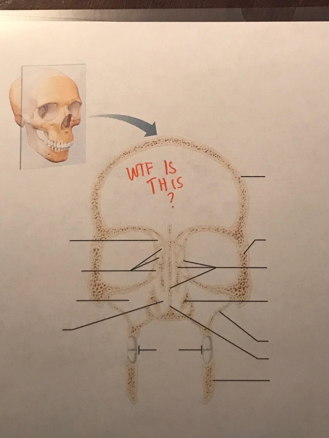 Skull cavities Flashcards | Memorang