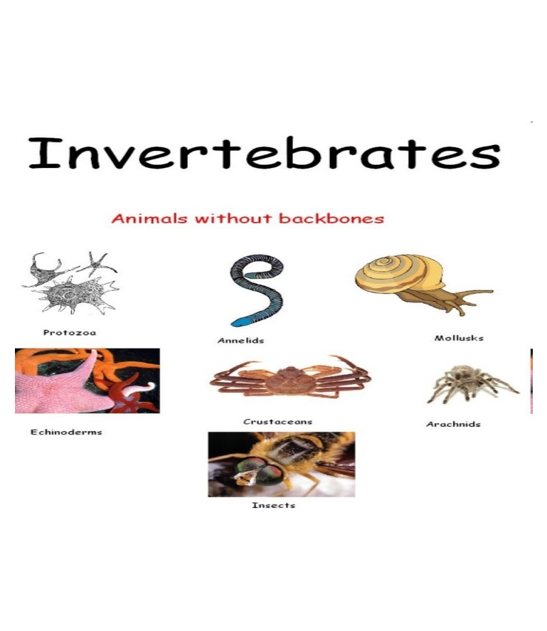 Unit 6. Invertebrates Flashcards | Memorang