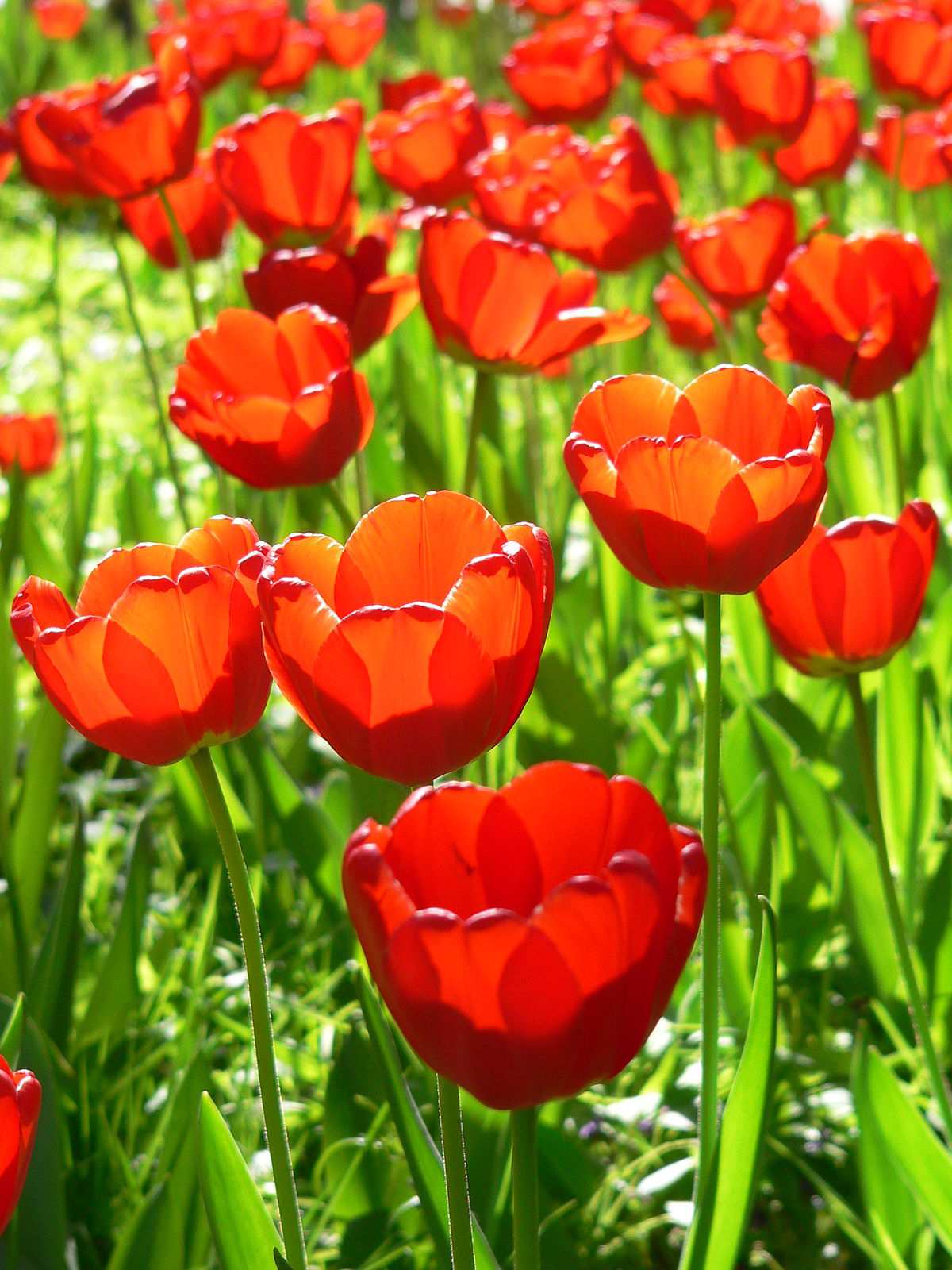 Flowers Flashcards | Memorang
