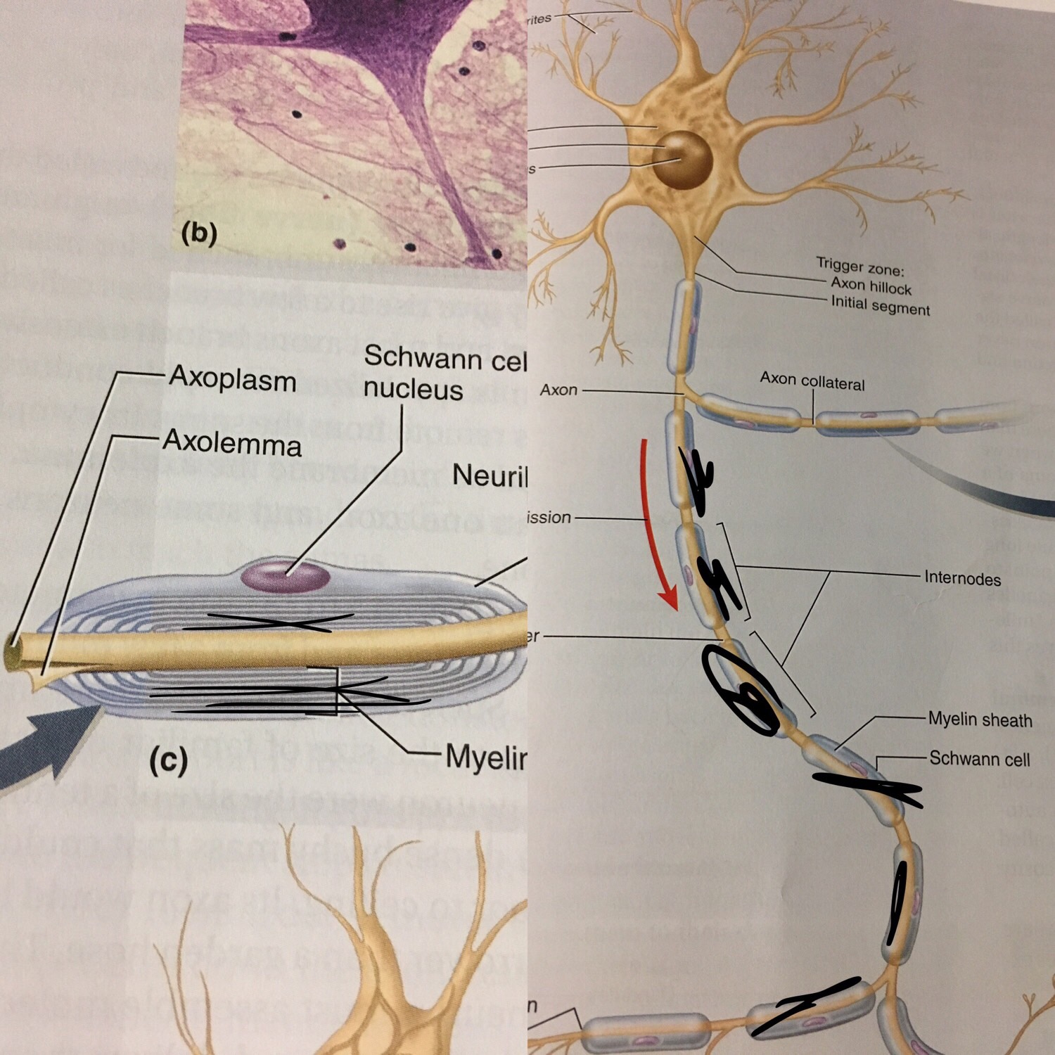 The neuron Flashcards | Memorang