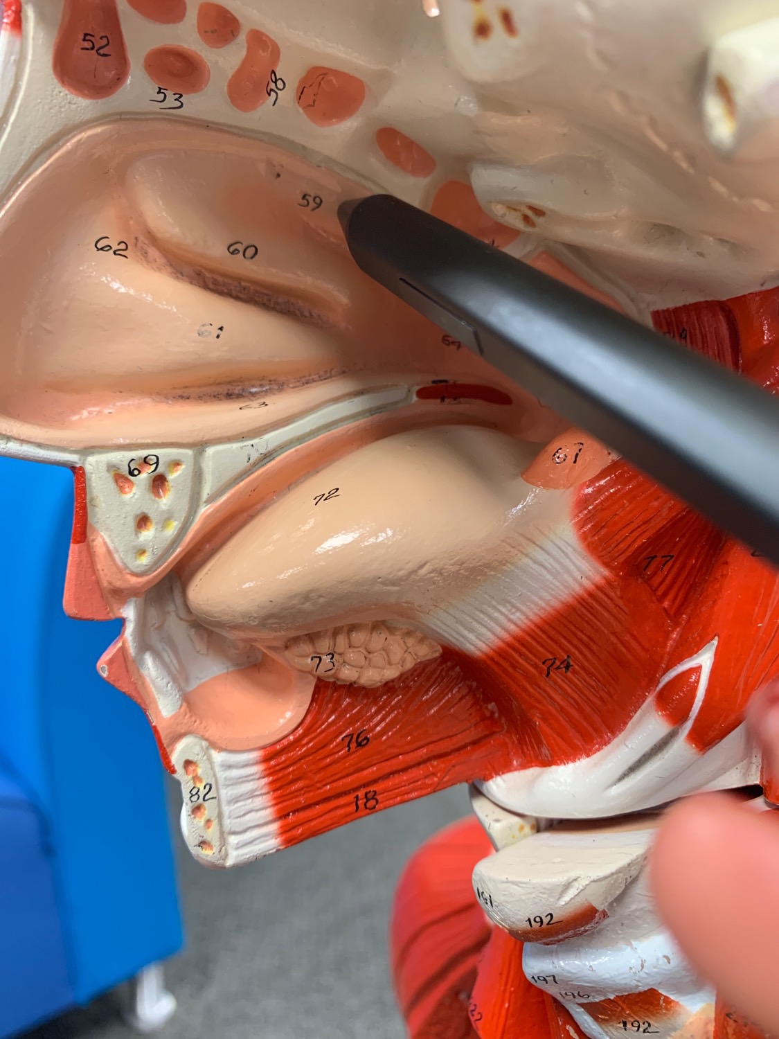 Respiratory (torso model) Flashcards | Memorang