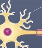 anatomy of neuron Flashcards | Memorang