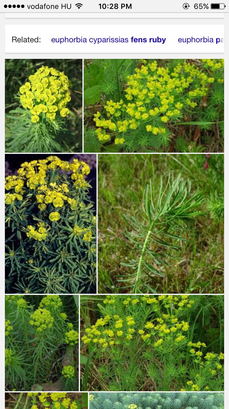 Botany Flashcards | Memorang