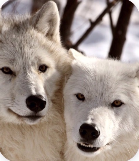 Wolves Flashcards | Memorang