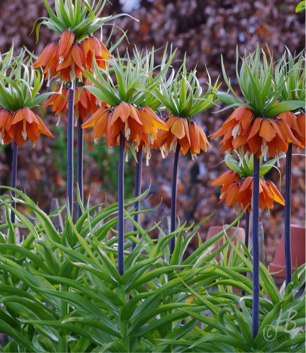 kruid-,kuip-,water- en oeverplanten en bollen AH Flashcards | Memorang