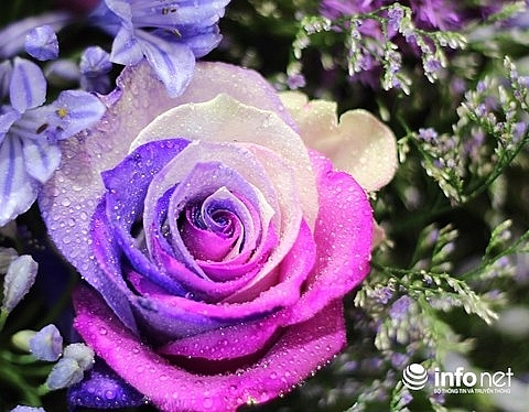 Flower Flashcards | Memorang