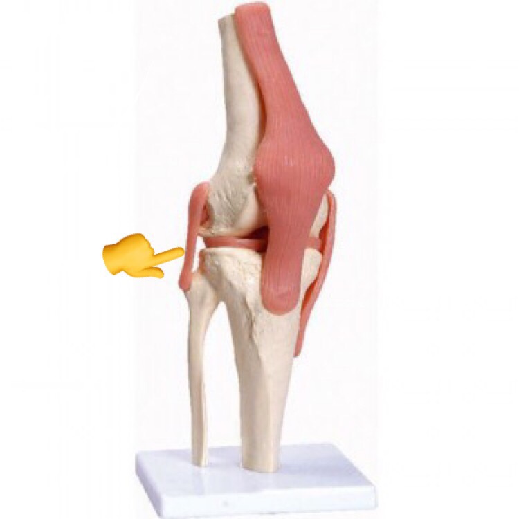 Synovial joint structure Flashcards | Memorang