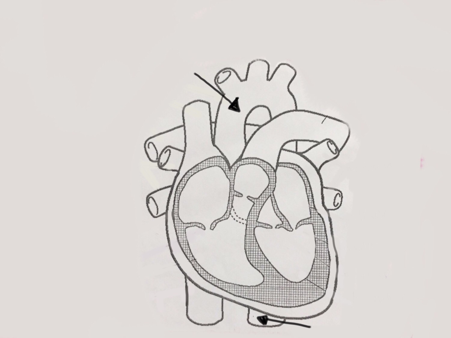 SCIENCE - Labelling the Heart Flashcards | Memorang