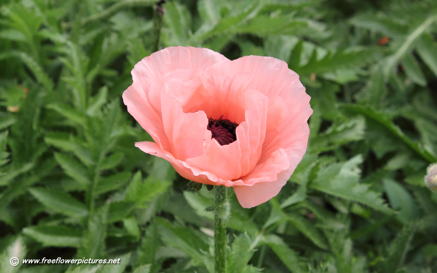 Flowers in gardens Flashcards | Memorang