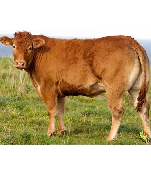 Cattle ID Flashcards | Memorang