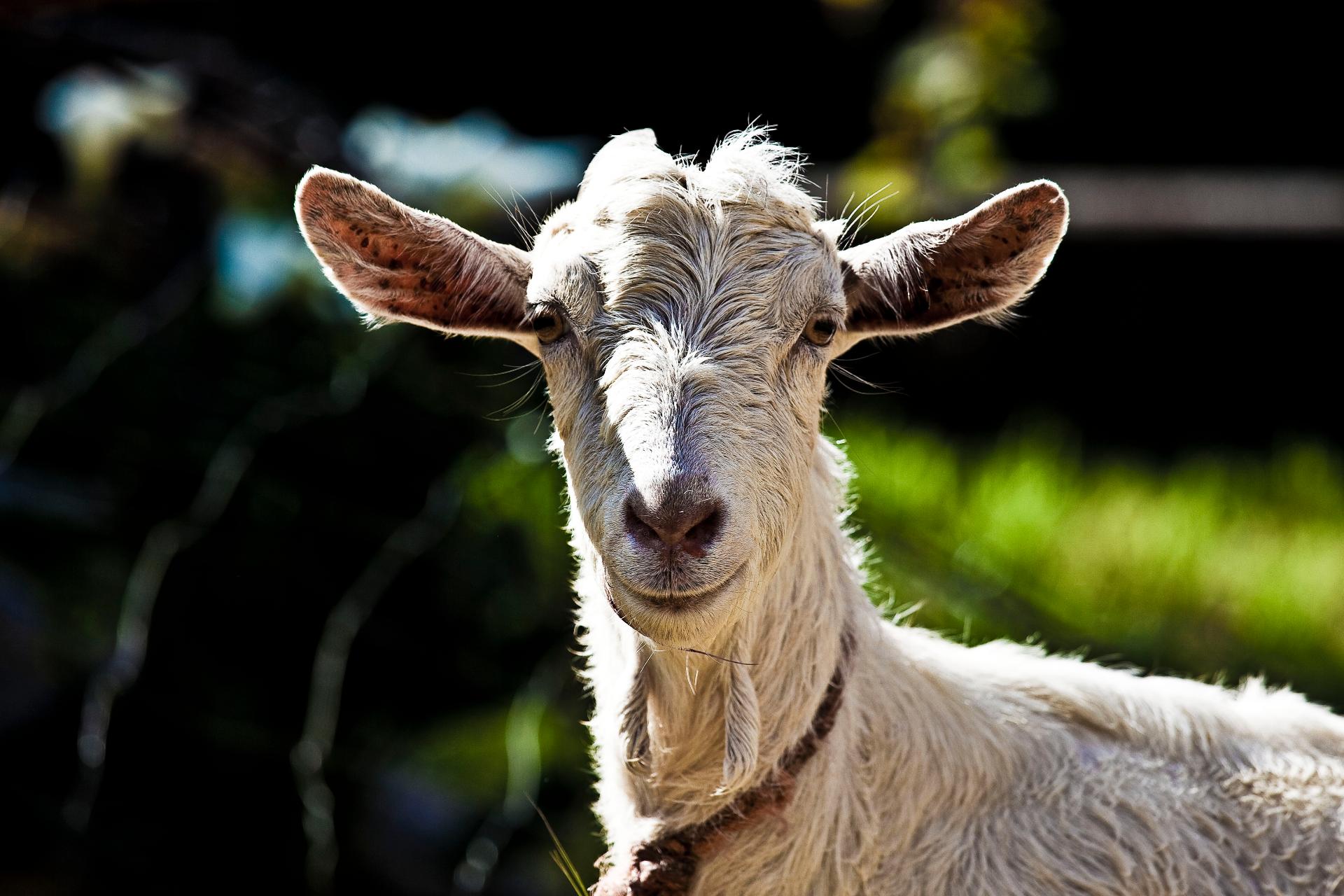 Animales en francés Flashcards | Memorang