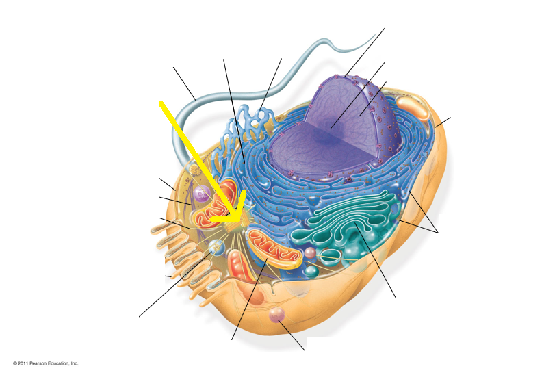 Bio 101: Labeling Cells Flashcards | Memorang