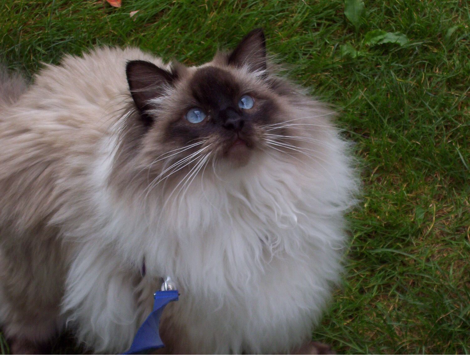 Cute Cat Breeds Flashcards Memorang cute-cat-breeds-flashcards-memorang