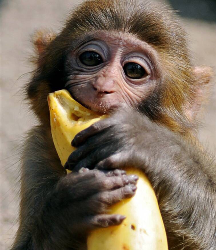 PANDAS MONKEYS AND ELEPHANTS Flashcards | Memorang