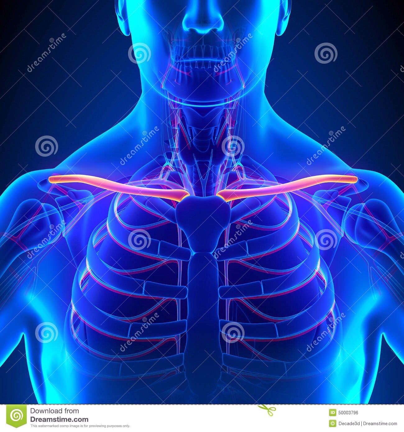 Skeletal System Practice Flashcards | Memorang