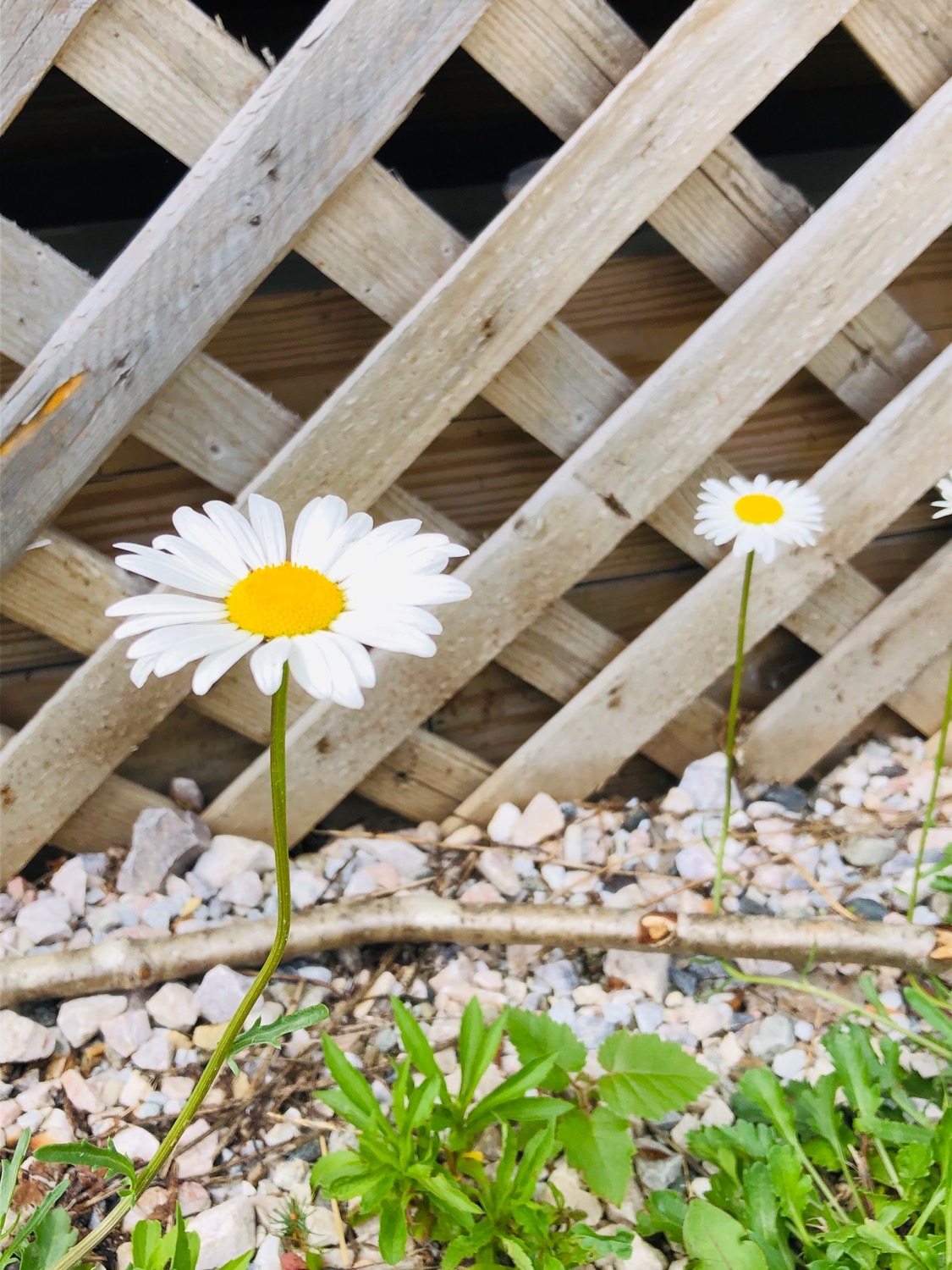 All 2019 Flashcards | Memorang