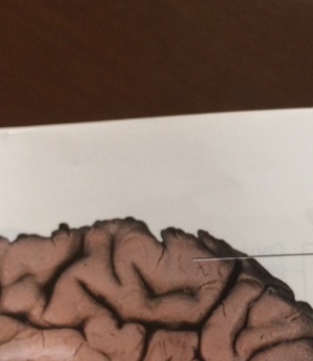 Regions of the right half of the brain Flashcards | Memorang