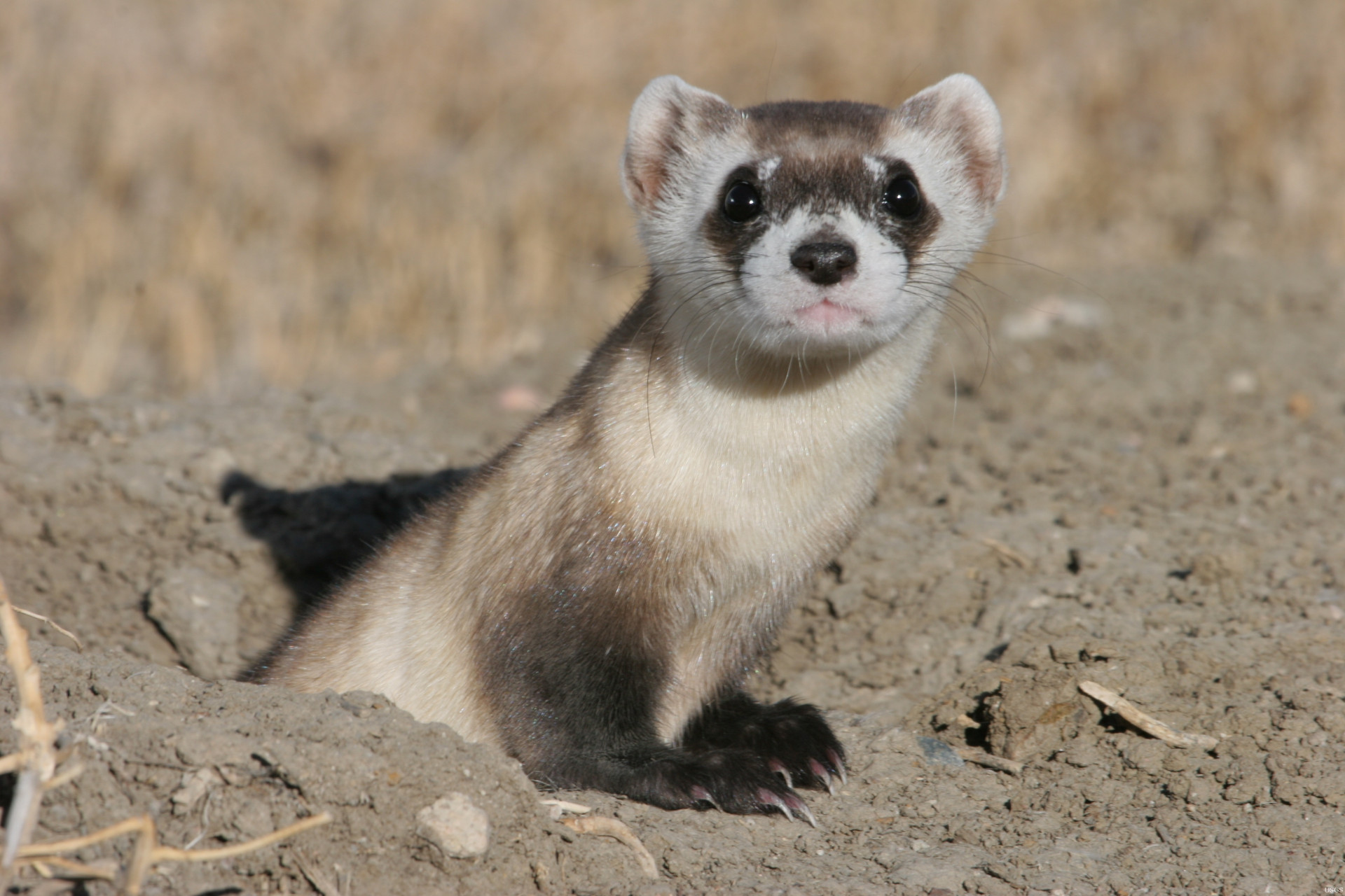 Mustelids Flashcards | Memorang