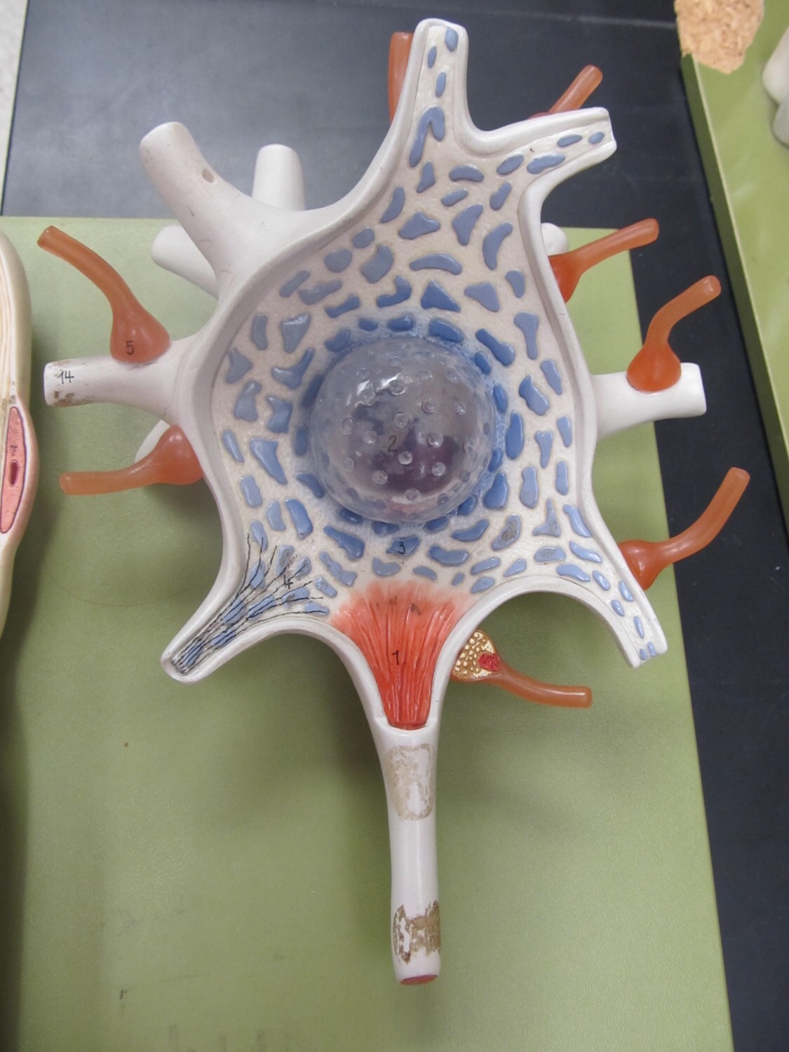 Nerve and brain model Flashcards | Memorang