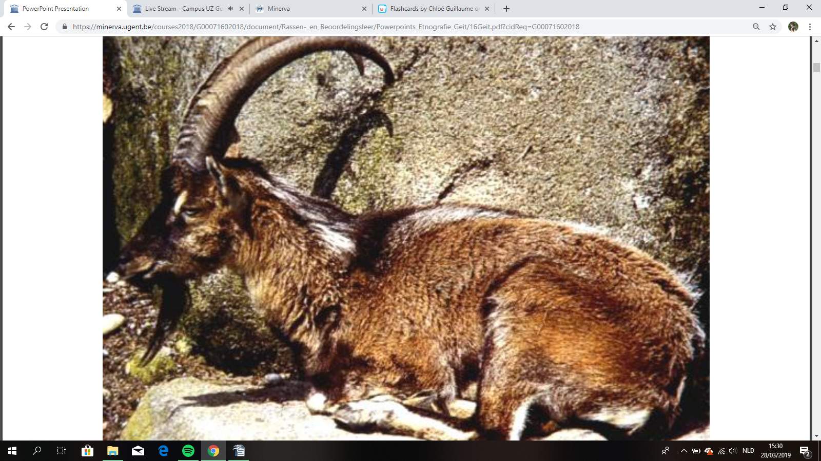 Rassen geit Flashcards | Memorang