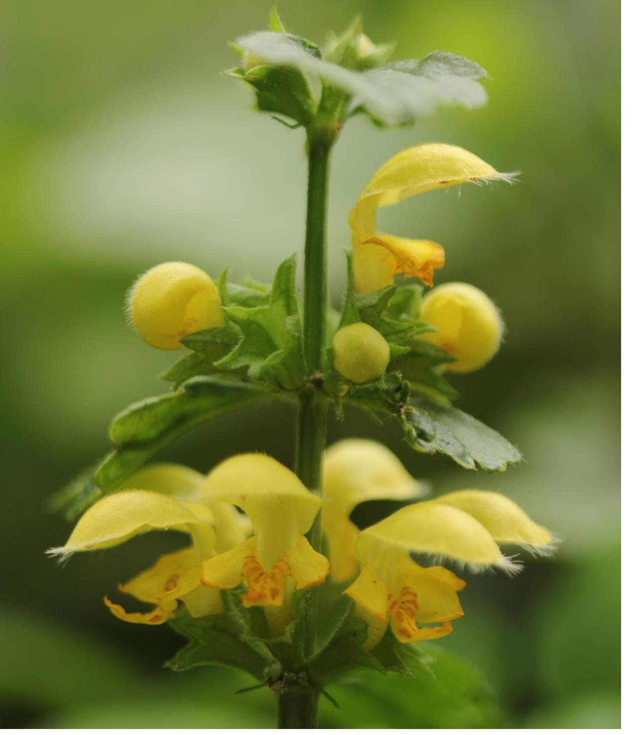 British Flowers Flashcards | Memorang