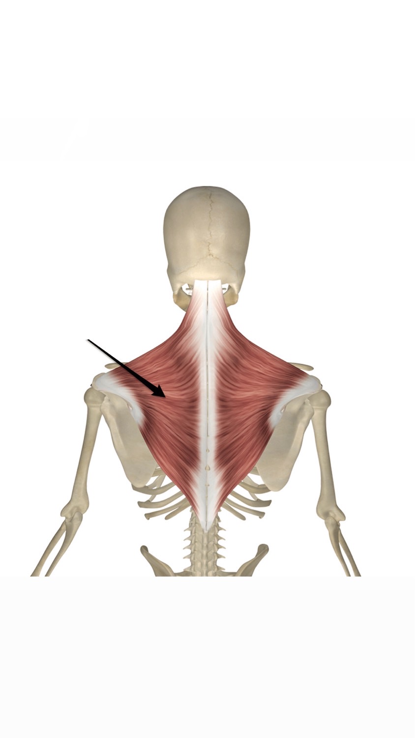 Muscles Flashcards | Memorang