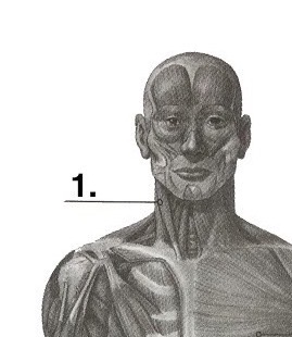 Muscles Flashcards | Memorang