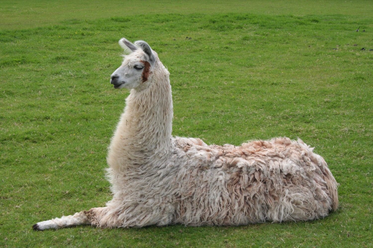 Llama or alpaca? Flashcards | Memorang